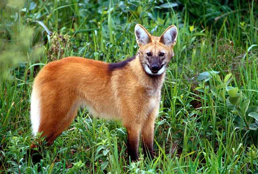 Fotos de animais da América do Sul. Lobo-guará, página 2.