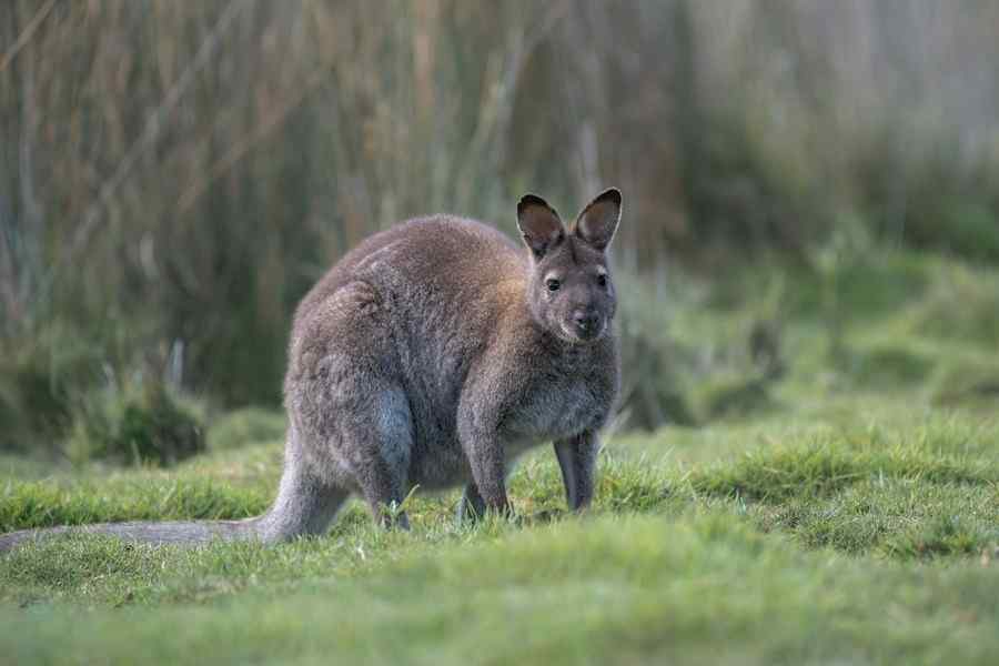 Fotos de animais da Oceania. Wallaby, página 1.