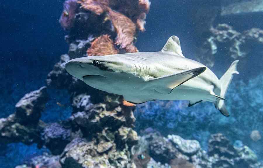 Fotos de animais do mar. Tubarão, página 1.