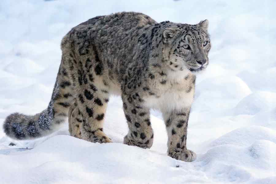Fotos de Felinos. Leopardo-das-neves, página 1.