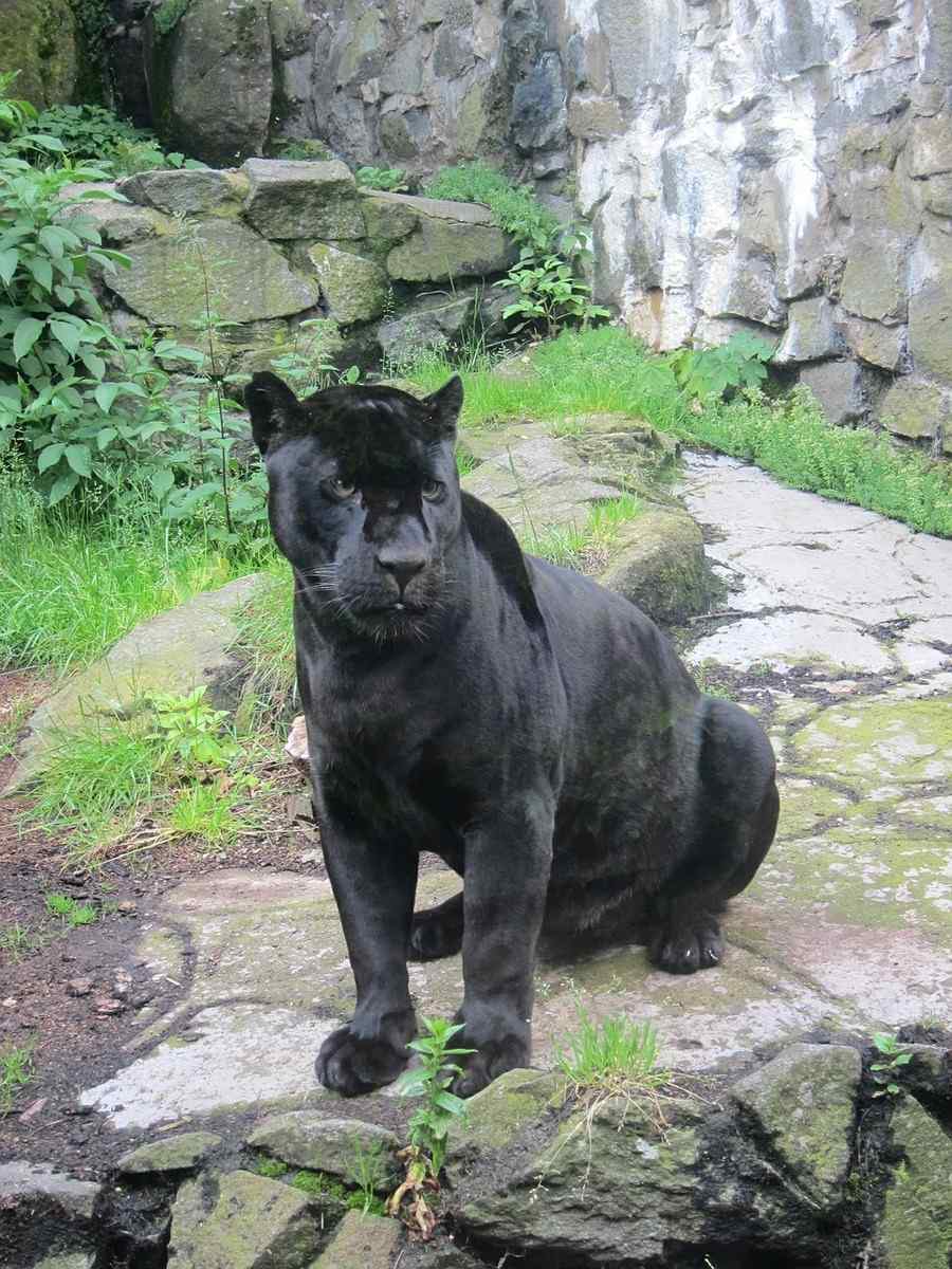 Fotos de Felinos. Pantera, página 1.