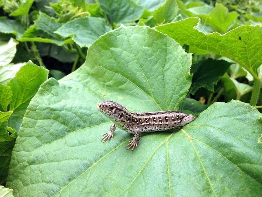 Fotos de répteis e anfíbios. Tritão, página 1.